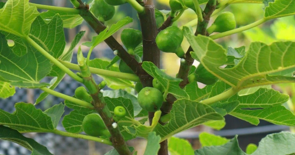 Smith Fig Tree: A Comprehensive Review of This Fig - Garden Plant Nursery