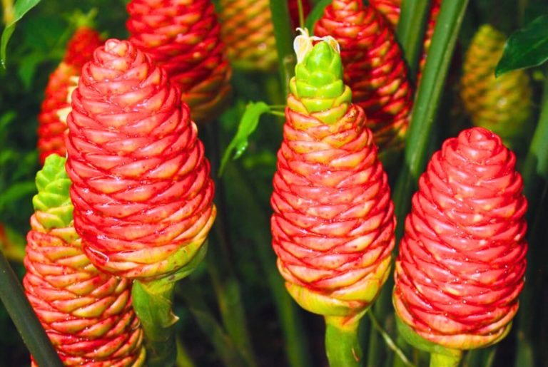 How to Grow Shampoo Ginger Plants: A Beginner’s Guide - Garden Plant ...