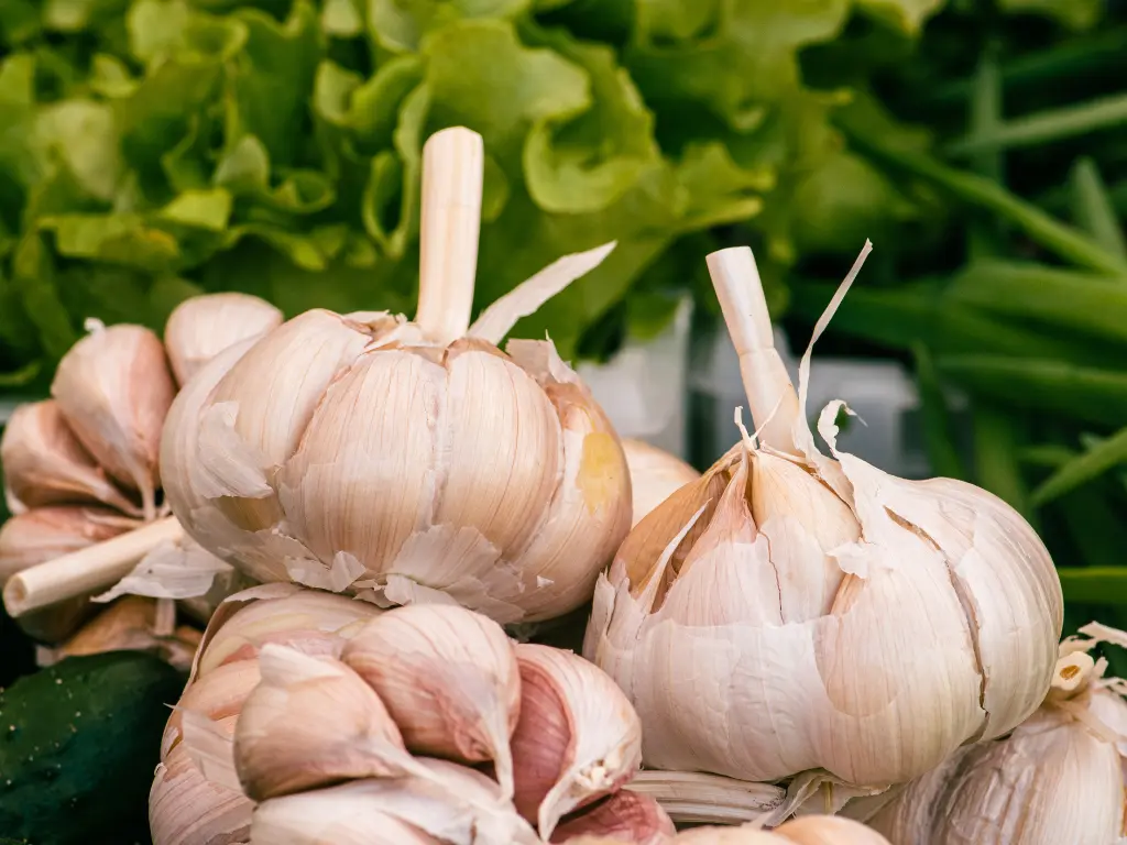 Garlic Varieties: Everything You Need to Know Before Choosing the Right ...