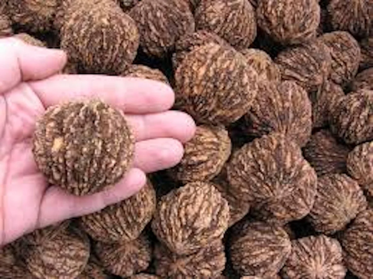 10 Black Walnut Tree Seeds - Juglans Nigra for Planting