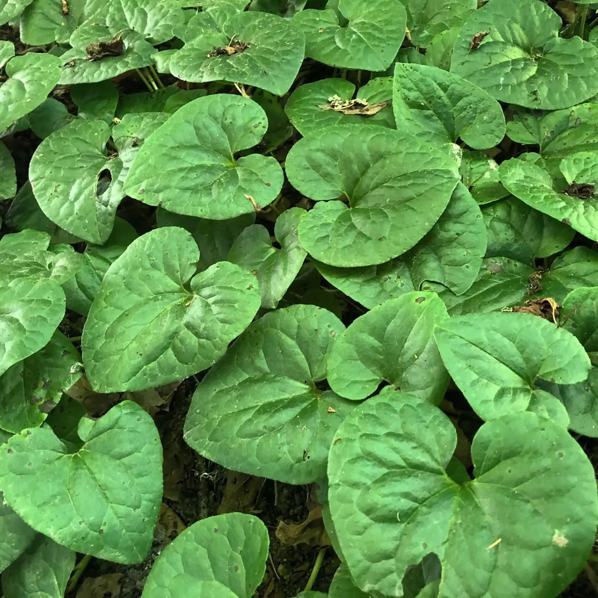 20 Wild Ginger Bare Root Plants - Asarum Canadense Native