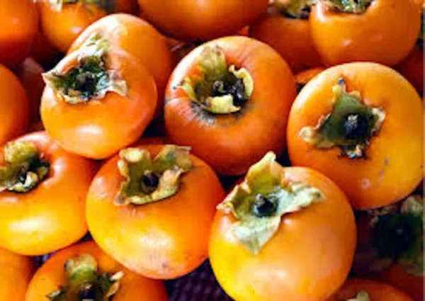 50 American Persimmon Tree Seeds – Diospyros Virginiana, Organic ...